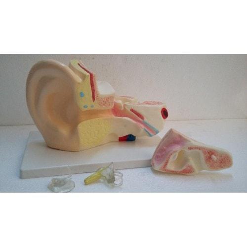 Jual Model Anatomi Telinga (Bahan PVC Durable) - Jakarta Barat ... Jual Model Anatomi Telinga (Bahan PVC Durable) - Jakarta Barat ...