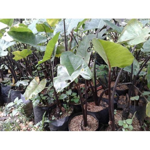 Jual pohon keladi hitam / pohon sente hitam - Kab. Bogor - taman ...