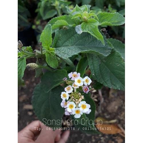 Jual Lantana Bunga Pink / Tanaman Lamtana / Centre - Kab. Bogor ...