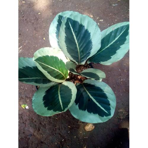 Jual tanaman hias calathea marion unik / tanaman/pohon calathea marion ...