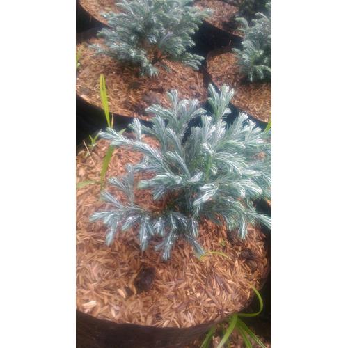 Jual Cemara Perak / Bibit Cemara Perak / Landscape / Cemara - Kota ...