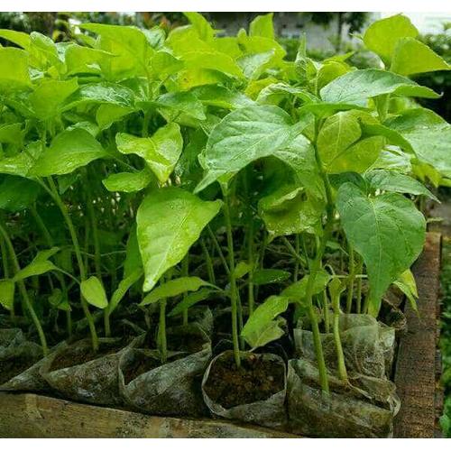 Jual bibit cabe rawit putih super pedas cabe jablay paket 50 pcs - Kota ...