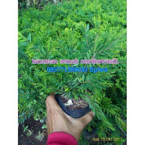 Jual Tanaman cendrawasih tanaman semak perdu - Kota Bogor - EXSOTIC ...