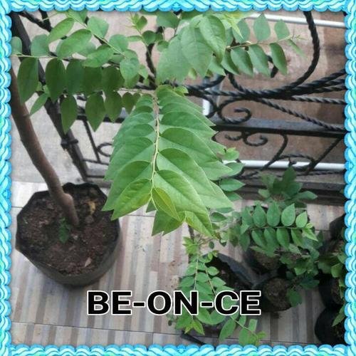 Jual Tanaman Buah Cermei Ceremai Ceremei - Kota Bekasi - BEKASI ONLINE ...