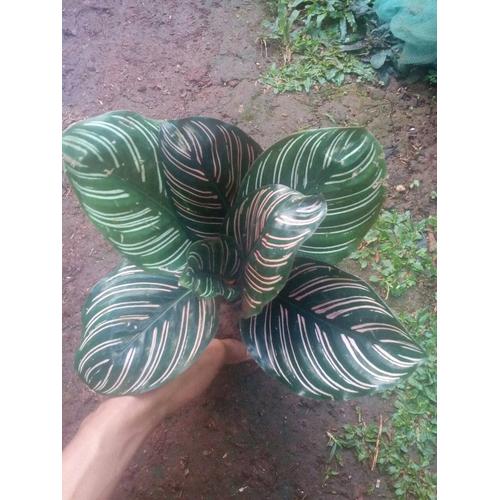 Jual Tanaman hias calathea ornata pinstripe daun bulat / pohon calathea ...