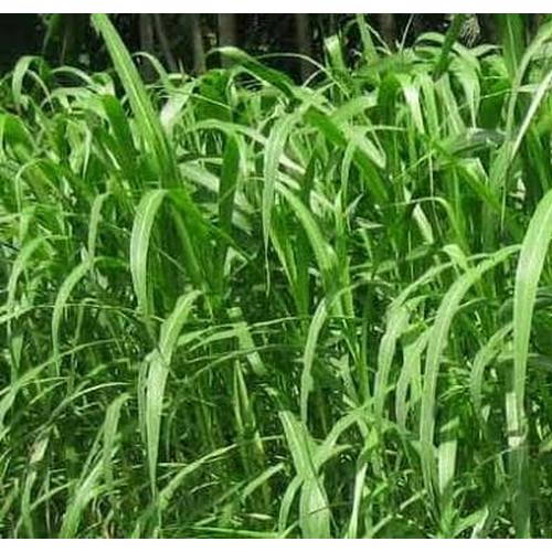 Jual Rumput raja / King Grass - Kota Batu - MAHA FLORA | Tokopedia