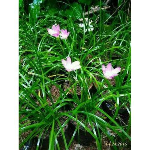 Jual Tanaman bawang bawangan - Kab. Bogor - Aliranursery shop | Tokopedia