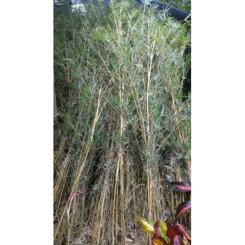 Jual Pohon Bambu Kuning Mini - Kab. Bogor - Central Tanaman Hias ...