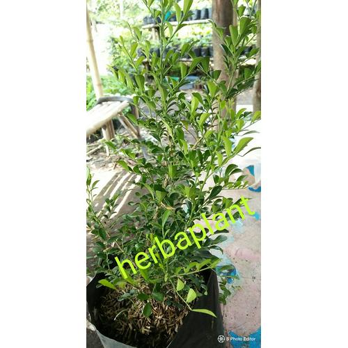 Jual pohon kemuning mini - Kota Bogor - Herbaplantstore | Tokopedia