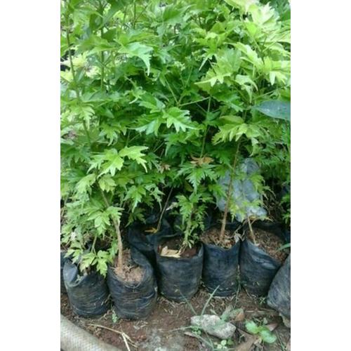 Jual bibit tanaman cendana bali - Kota Metro - QEANU_STORE | Tokopedia