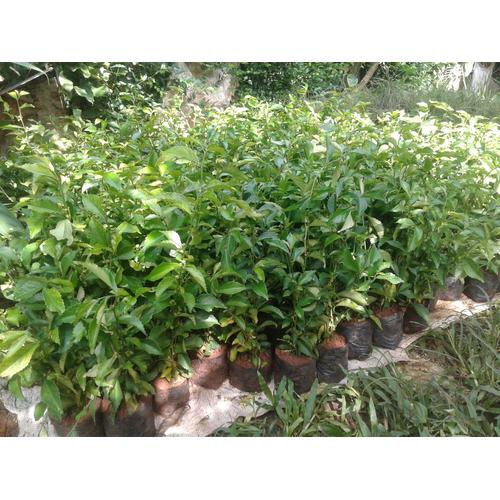 Jual pohon teh tehan tanaman pagar - Kab. Bogor - taman bugenvil ...
