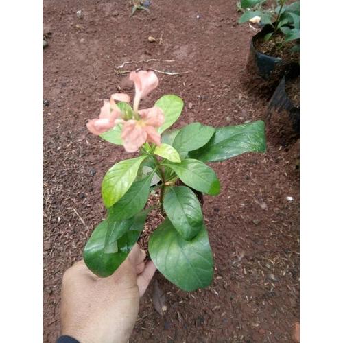 Jual bibit Tanaman pohon crossandra bunga orange / pohon rosandra - Kab ...