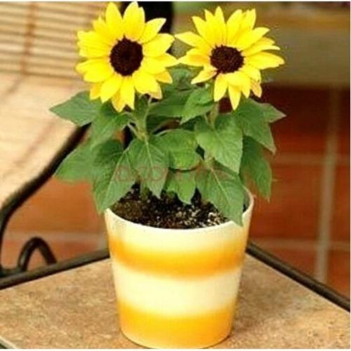 Jual Benih Biji Bunga Mini Sunflower (Bunga Matahari Kecil) - Kab ...