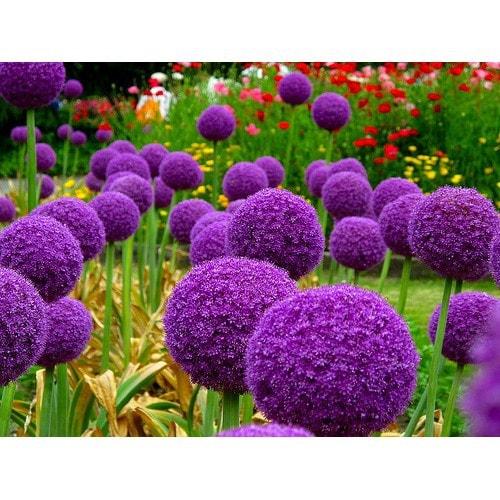 Jual Benih Biji Bunga Giant Allium (Allium giganteum globemaster) - Kab ...