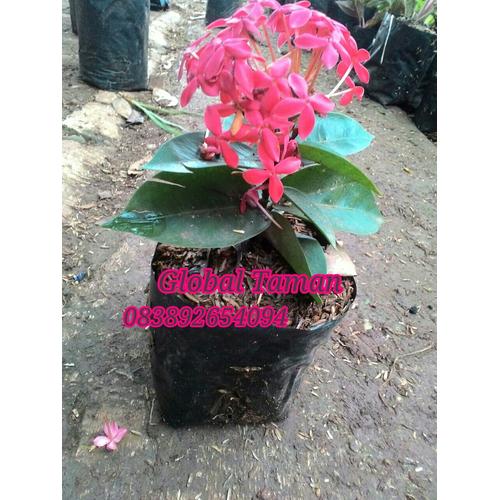 Jual Bibit Tanaman soka hawai, pohon/tanaman asoka bunga, Soka pagar ...