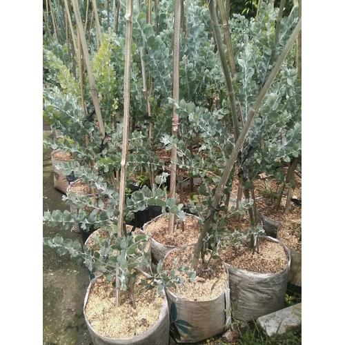 Jual Tanaman Silver Dollar - Kota Batu - MAHAMERU FLORA | Tokopedia