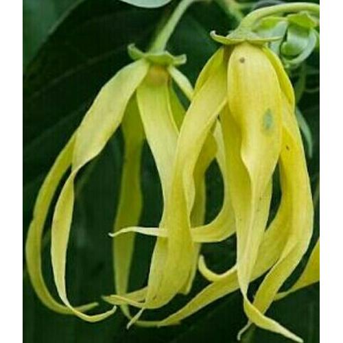 Jual pohon bunga kenanga - Kota Bogor - Herbaplantstore | Tokopedia
