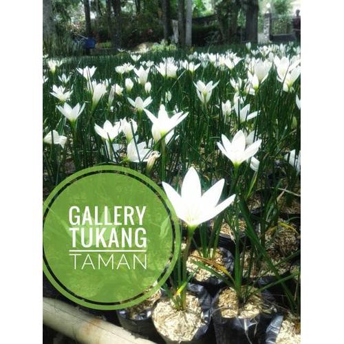 Jual Tanaman Kucai Bunga (Bunga Tulip) | Pohon Kucai - Kab. Bogor ...
