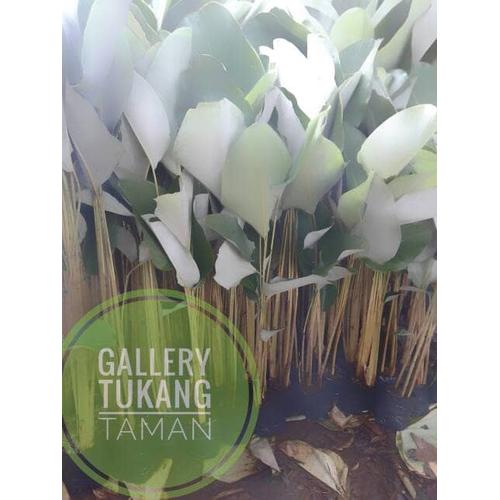 Jual Tanaman Calathea Lutea | Pohon Pisang Calathea Hijau - Kab. Bogor ...