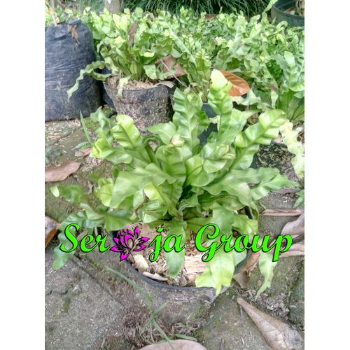 Jual Tanaman Kadaka Mini | Kadaka Keriting | Tanaman Gantung - Kab ...