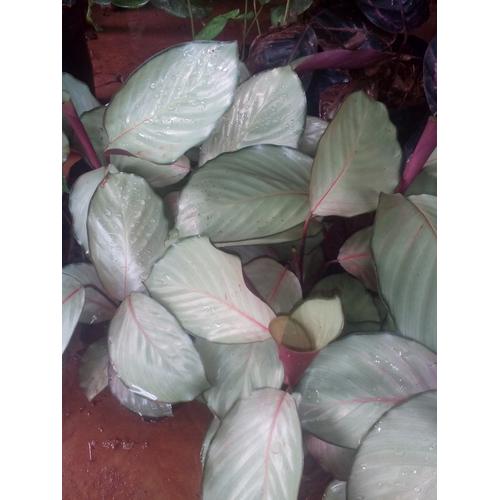 Jual bibit tanaman hias calathea silver plate / pohon kalatea silver ...
