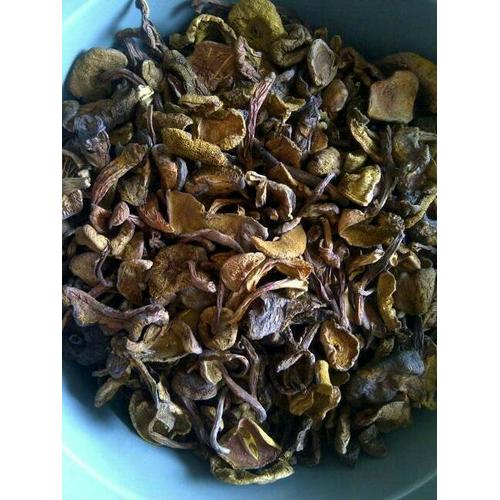 Jual Jamur kulat pelawan khas bangka belitung 100 gram - Kota Pangkal ...