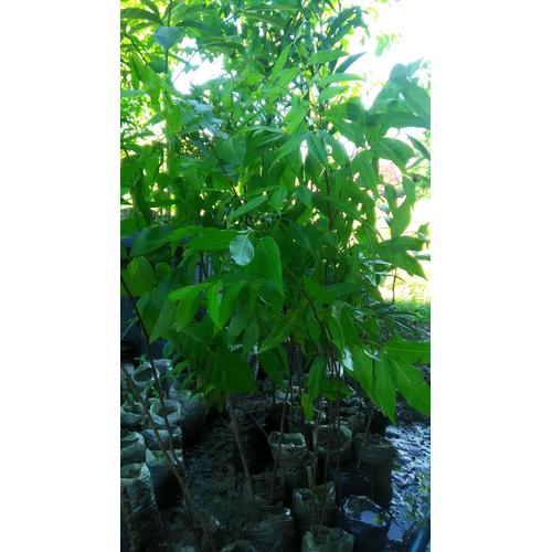 Jual Bibit mahoni daun kecil - Kab. Bojonegoro - DAUNJATI1 | Tokopedia