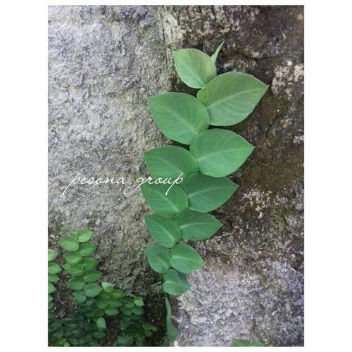 Jual tanaman rambat dollar daun besar/tanaman dollar daun besarph - Kab ...