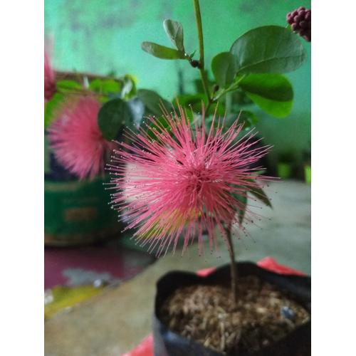 Jual pohon bunga KALIANDRA / CALLIANDRA DWARF RED POWER PUFF ...