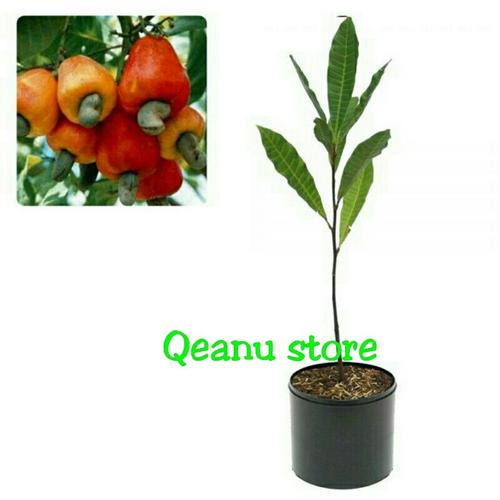 Jual bibit buah jambu monyet atau mete - Kota Metro - QEANU_STORE ...