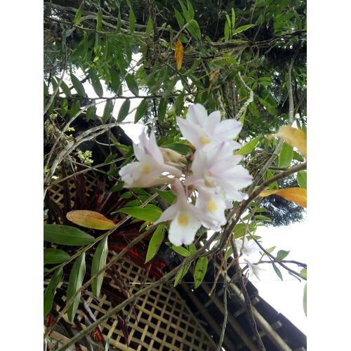 Jual Dendrobium mutabile (species) - Kab. Lumajang - Tambo Orchids ...
