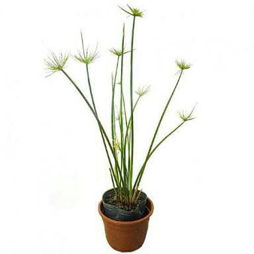 Jual tanaman papirus, pohon papirus jenis tanaman air - Kab. Bogor ...
