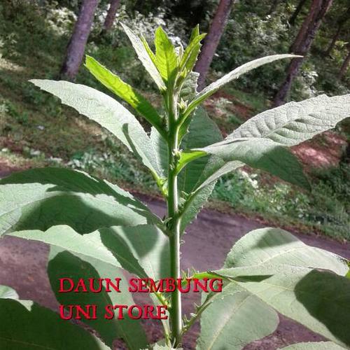 Jual DAUN SEMBUNG / SOMBONG BLUMEA BALSAMIFERA SEGAR HERBAL - Kab ...