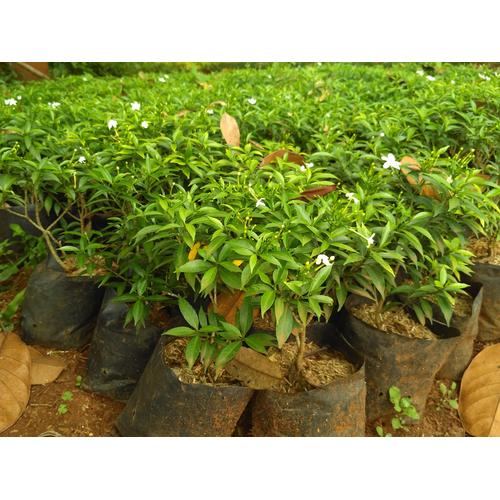Jual Tanaman Rombusa Mini, Tanaman Rombusa Hijau, Tukang Taman - Kota ...