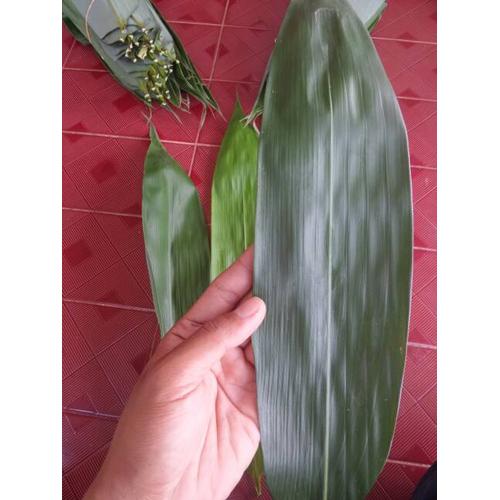 Jual Daun Bambu Segar Fresh Untuk Kesehatan dan Bungkus Bakcang - Kab ...