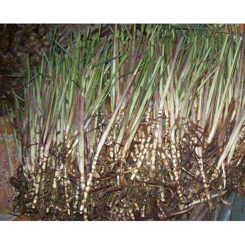 Jual Sereh Wangi Herbal, Pohon Serai merah, Tanaman Sereh Wangi Obat ...