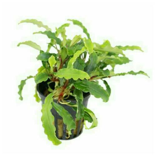 Jual Bucephalandra Motleyana Melawi - Tanaman Aquascape / Borneo Plant ...