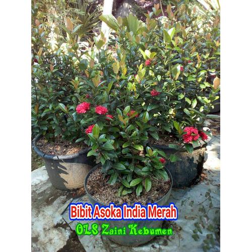 Jual Bunga Soka / Asoka India Merah, 40_70 cm. Tanaman hias. - Kab ...