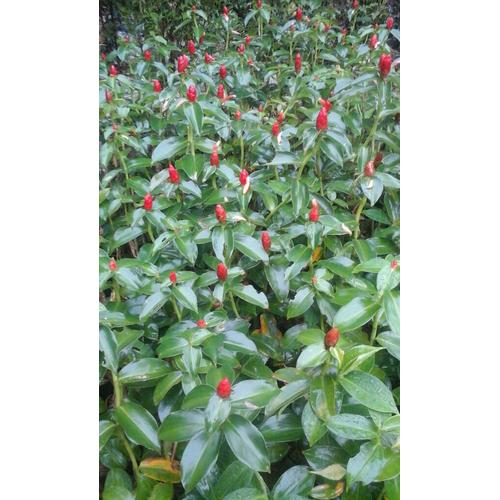 Jual Pohon Pacing, Pohon Pacing Pentul, Bunga Pacing, Pacing Bunga ...