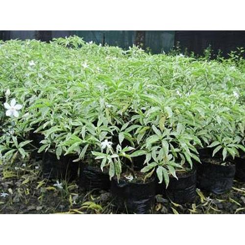 Jual Pohon Saberna Mini, Tanaman Saberna, Bunga Sabrina Putih - Kab ...