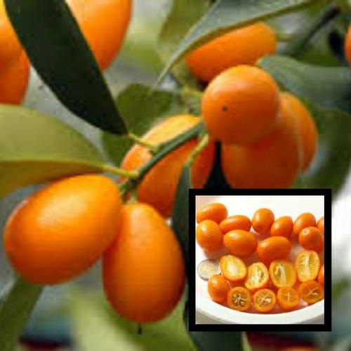Jual Jeruk Nagami - Kota Batu - KembangDesa | Tokopedia