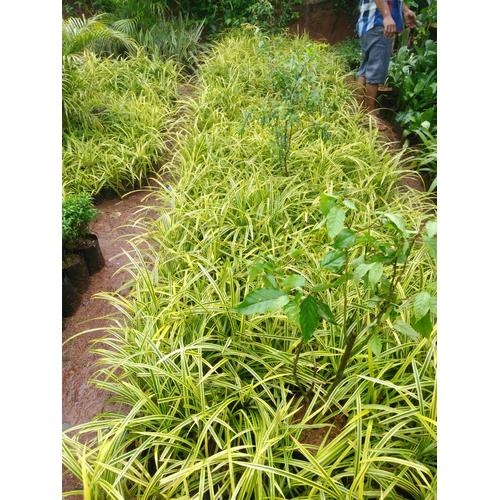 Jual Pohon Pandan Kuning | Pandan Hias, Tanaman Border berwarna Daun ...