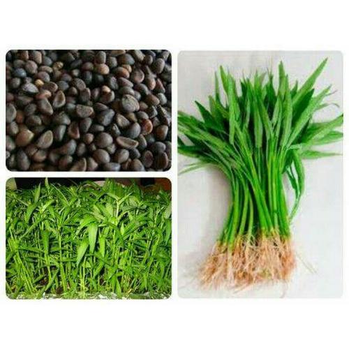 Jual ( Isi 500 ) Bibit Benih Sayuran Kangkung Wallet - Kota Semarang ...