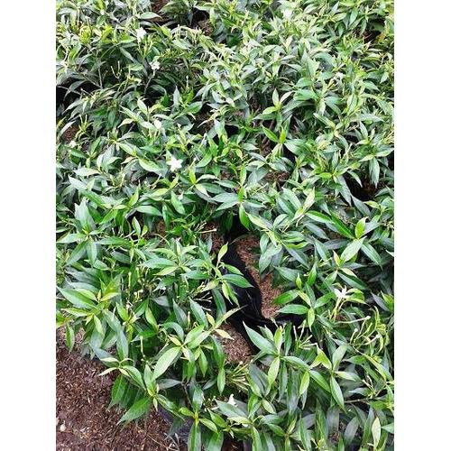Jual tanaman melati mini - Kab. Bogor - hijau alam | Tokopedia