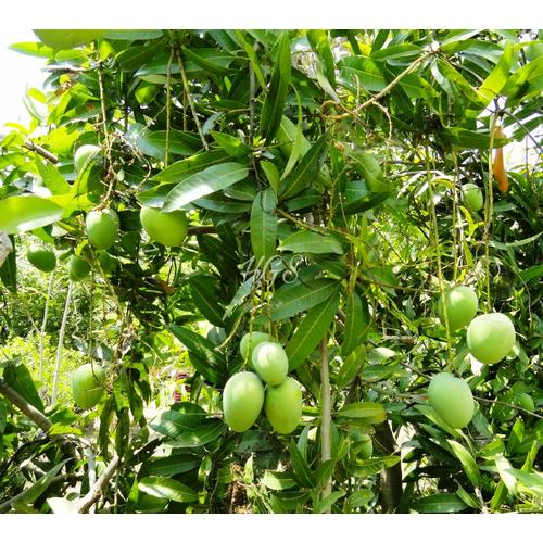 Jual Bibit Tanaman Buah Mangga Madu Anggur - Kota Batu - Greengarden ...