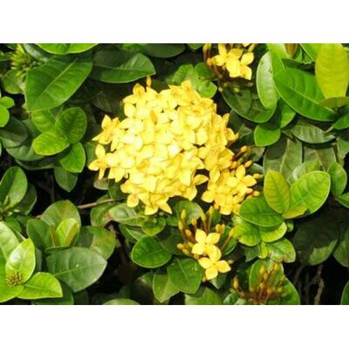 Jual tanaman pagar asoka kuning / soka bunga kuning - Kab. Bogor ...