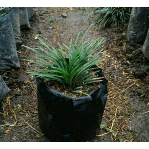 Jual tanaman rumput kucai mini - Kab. Bogor - hijau alam | Tokopedia