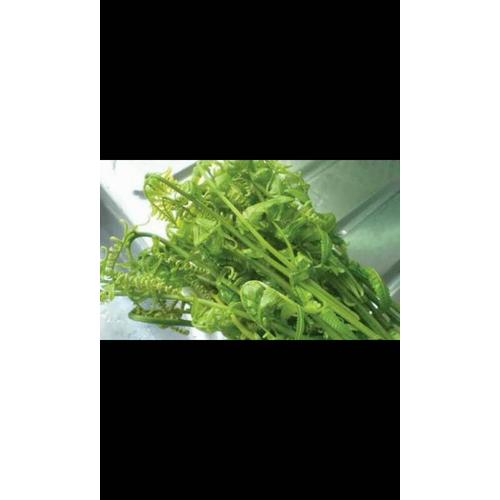 Jual Daun Pakis / Paku Segar sayuran langka tanaman obat - Kab ...