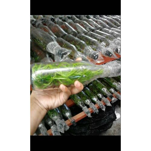 Jual Paket 3 bibit Anggrek dendrobium, bulan, vanda dan Catleya botol ...