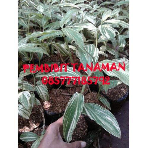 Jual Tanaman Hias Pacing Pentul / Pohon Pacing Pentul Variegata - Kab ...